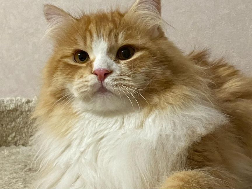 Сибирские котики выведенные из разведения