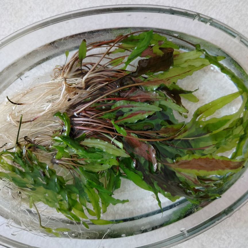 Аквариумные растения прополка