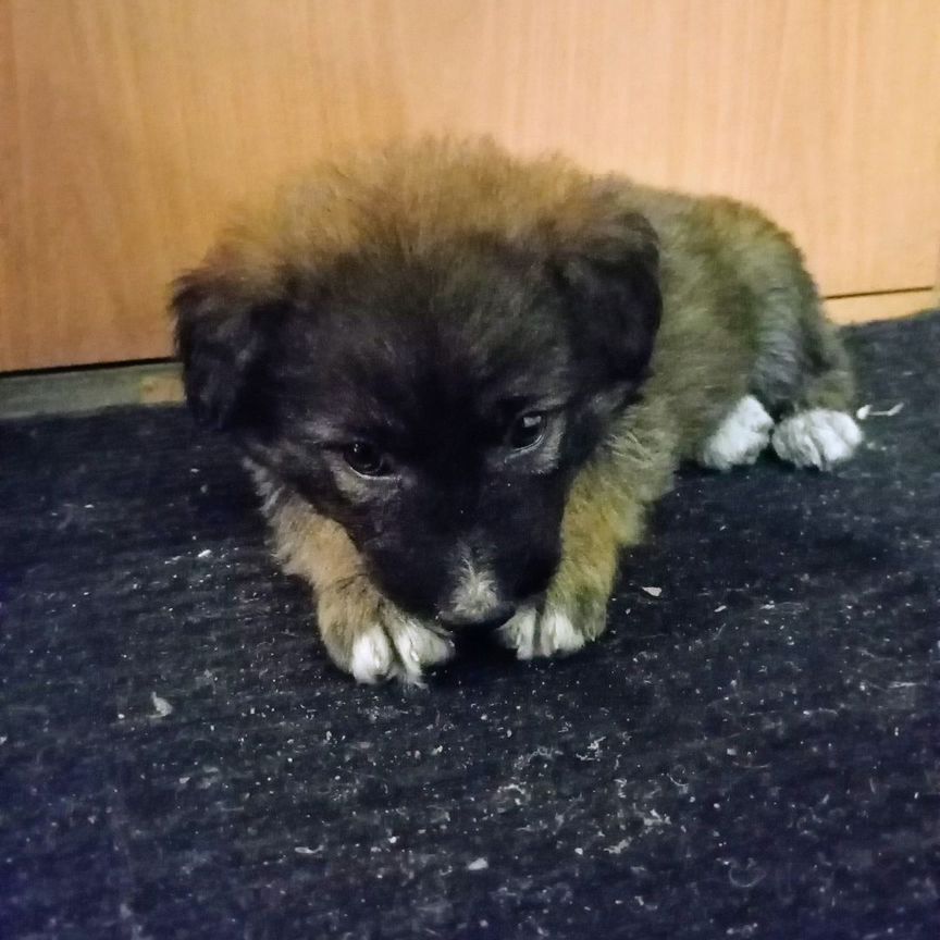 Отдам щенка в добрые руки