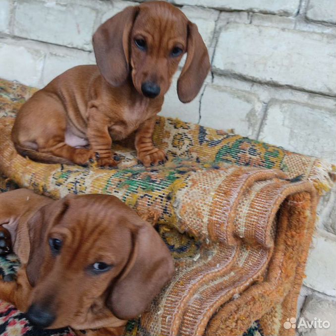 Кроличья такса