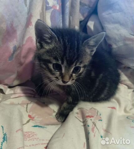 Котенок 2 месяца