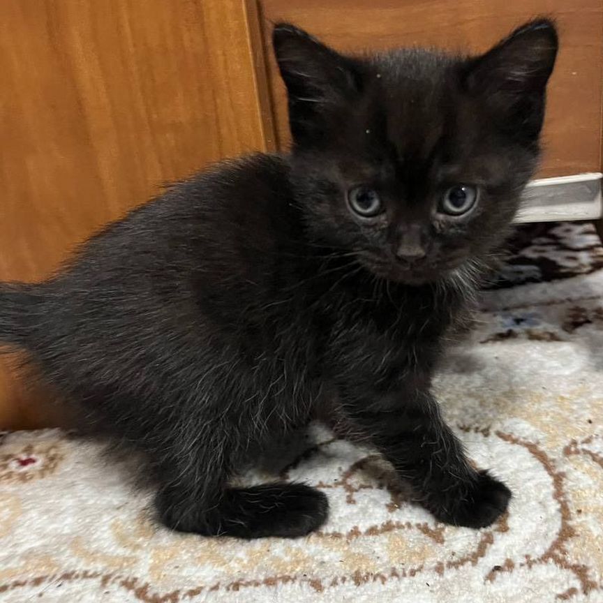 Шотланский котенок