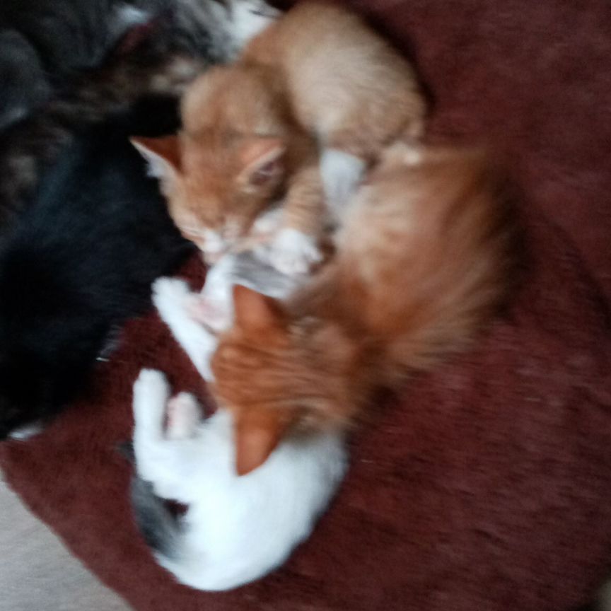 Котята