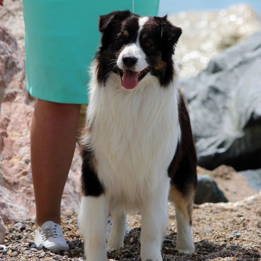 Продажа кобеля австралийской овчаки