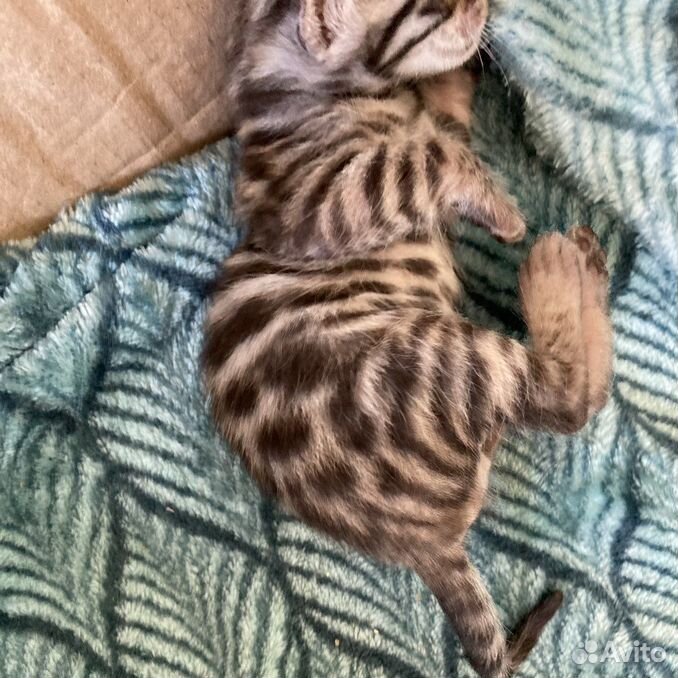 Бенгальсие котята