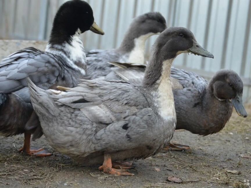 Утки на развод