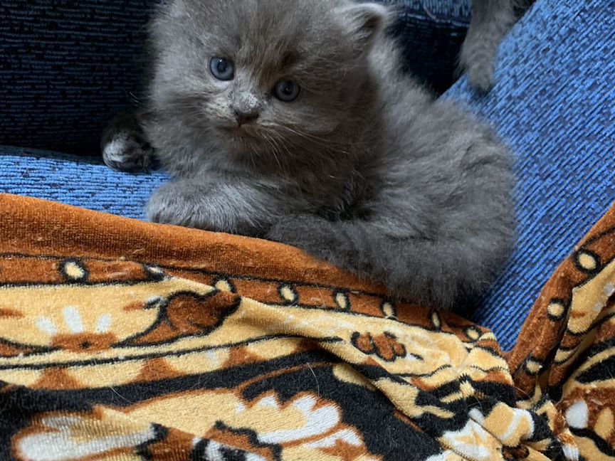 Шотландские котята