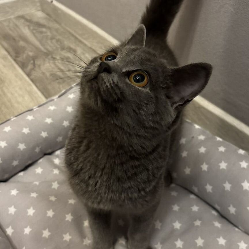 Шотландский вислоухий короткошёрстный котёнок