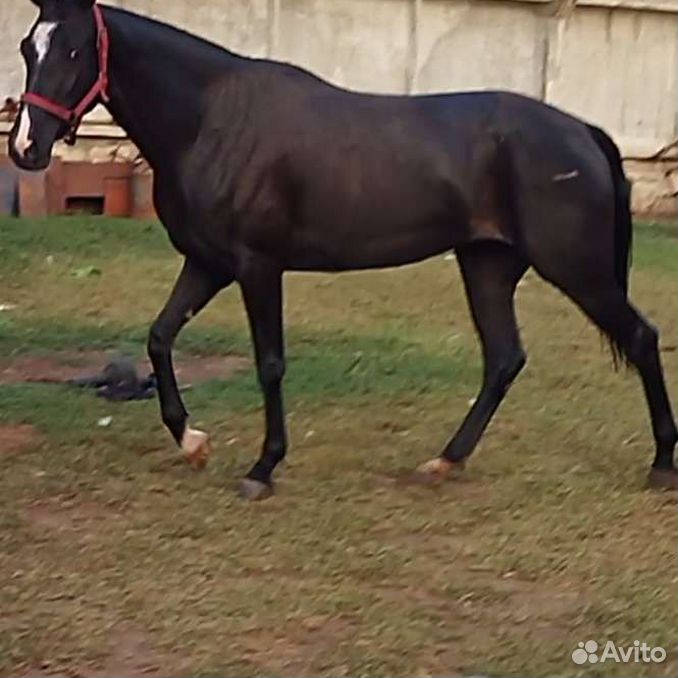 Ахалтекинская кобыла