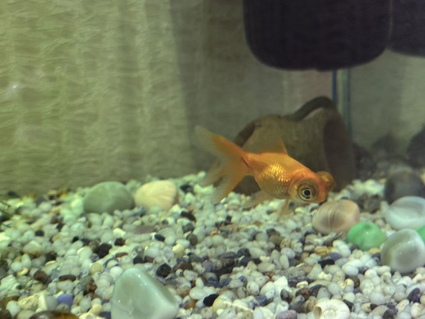 Телескоп, комета, золотые рыбки