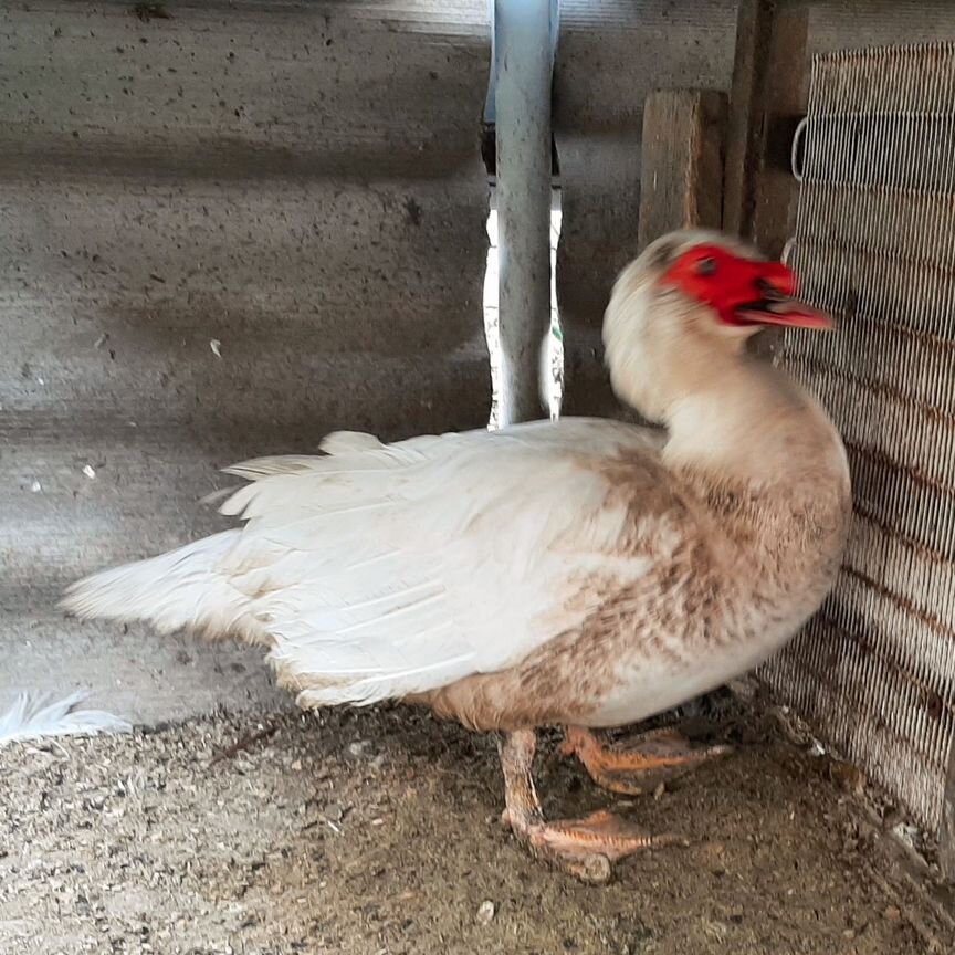 Мускусные утки