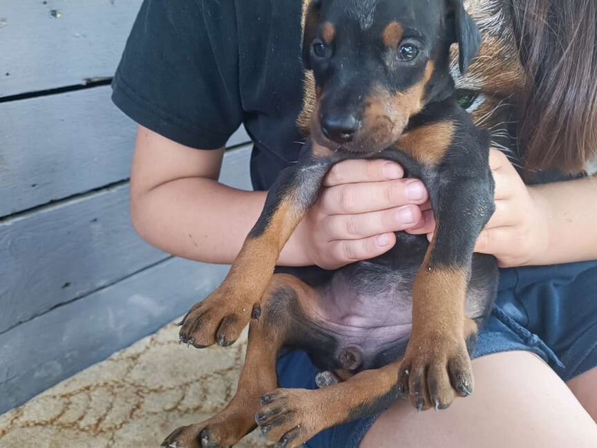 Щенки добермана