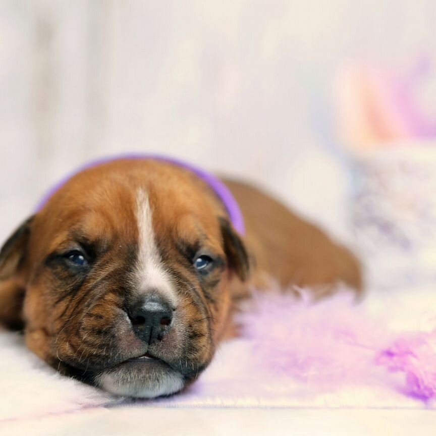 Мощный парень. Щенок амстафф РКФ