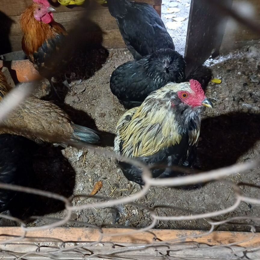 Петух Араукана