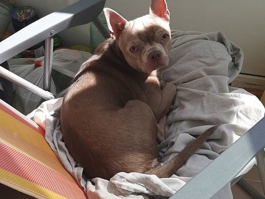 Отдадим в хорошие руки