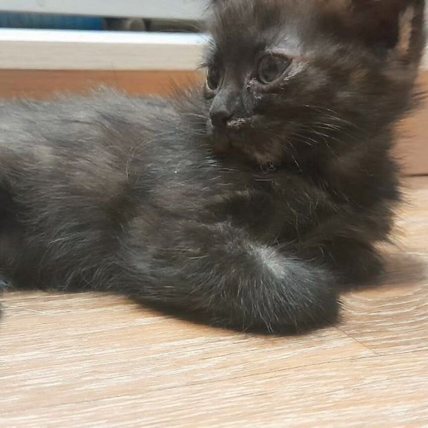 Отдам в добрые руки маленьких пушистиков