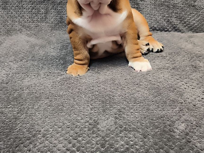 Английский бульдог