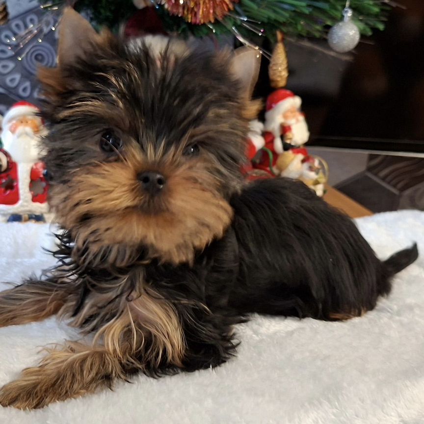 Йоркширский терьер, щенок