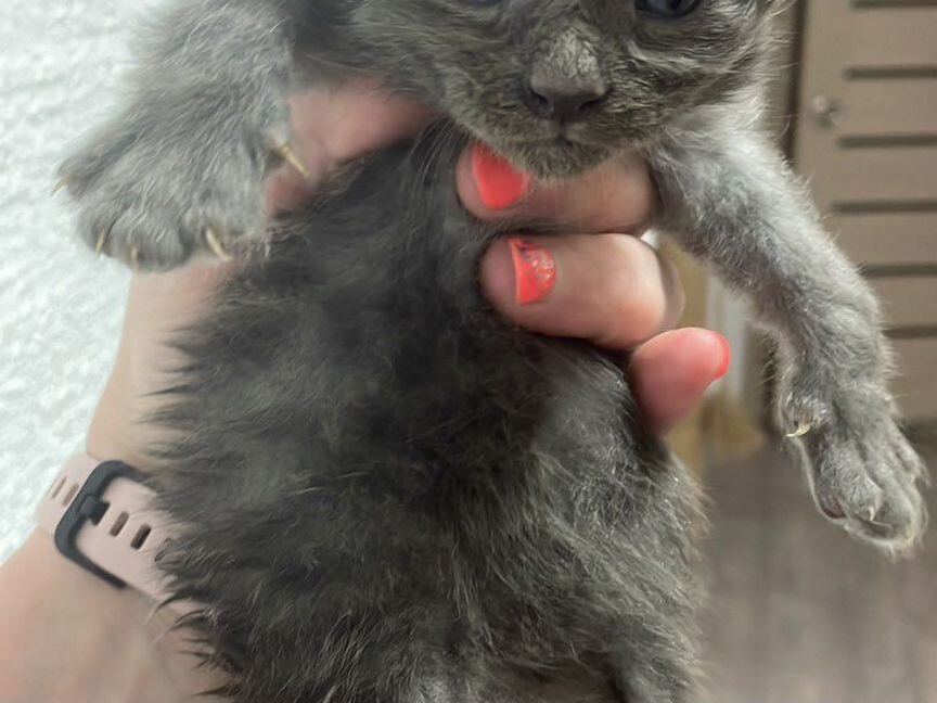 Майн кун котята