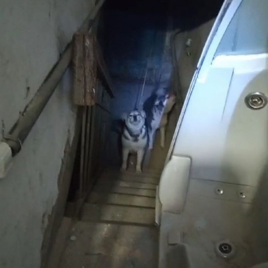 Хаски в добрые руки