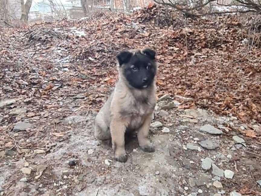 Помогите спасти этих малышей