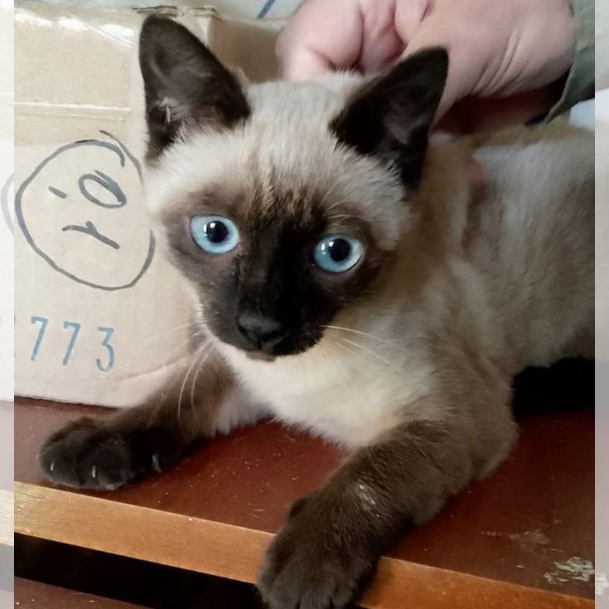 Котенок меконгский бобтейл