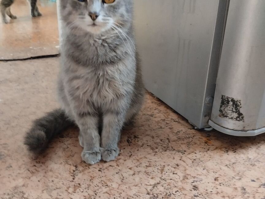 Особый котёнок ищет дом