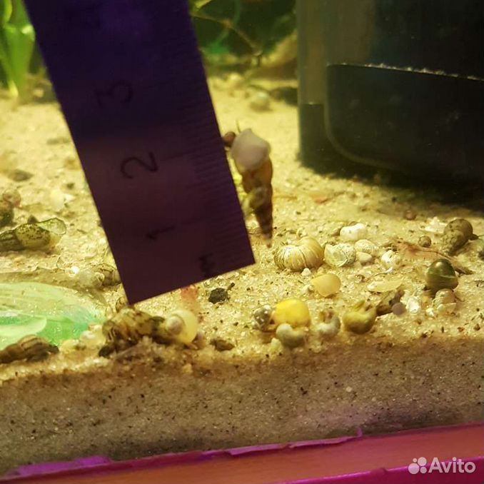 Улитки мелании и ампулярии