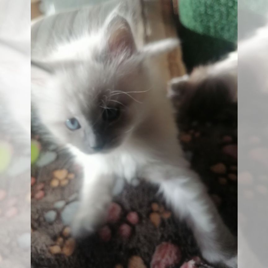 Невский маскарадный котёнок