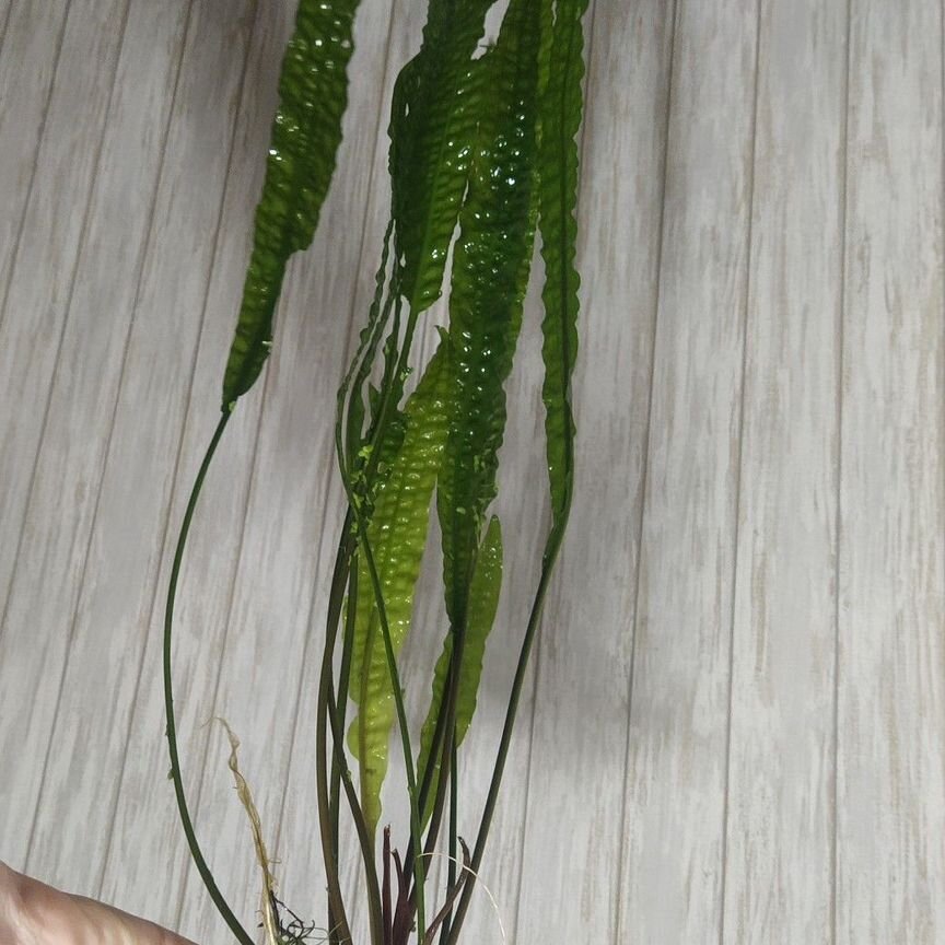 Растение в аквариум - криптокорина