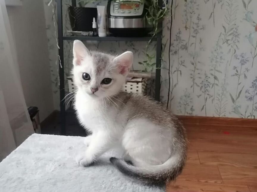 Кошки