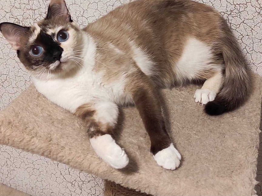 Кошечка в добрые руки