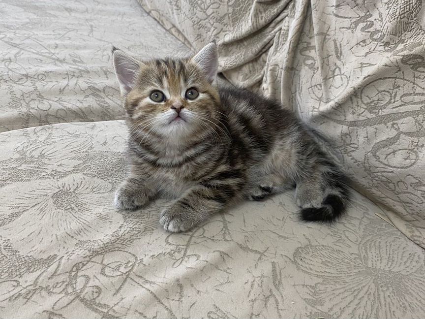 Британские котята