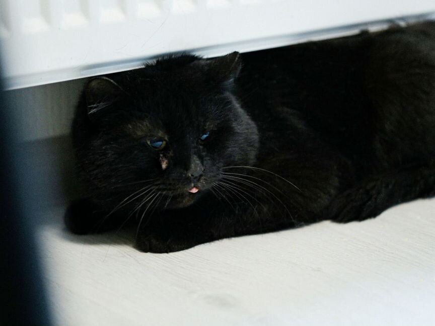 Большой черный кот