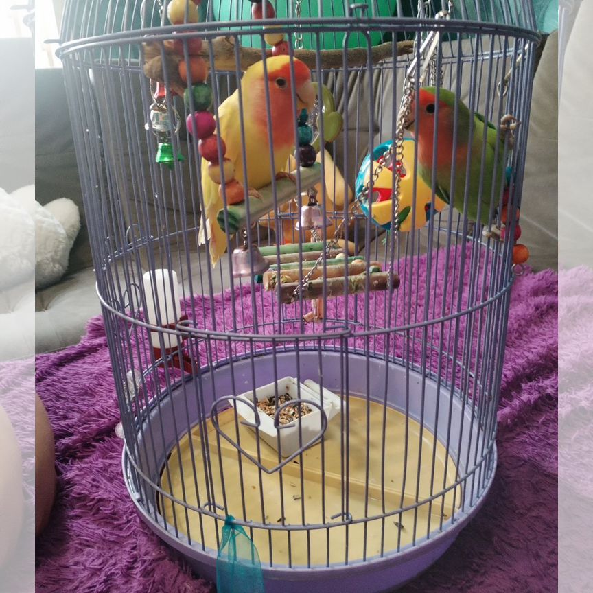 Попугаи неразлучники