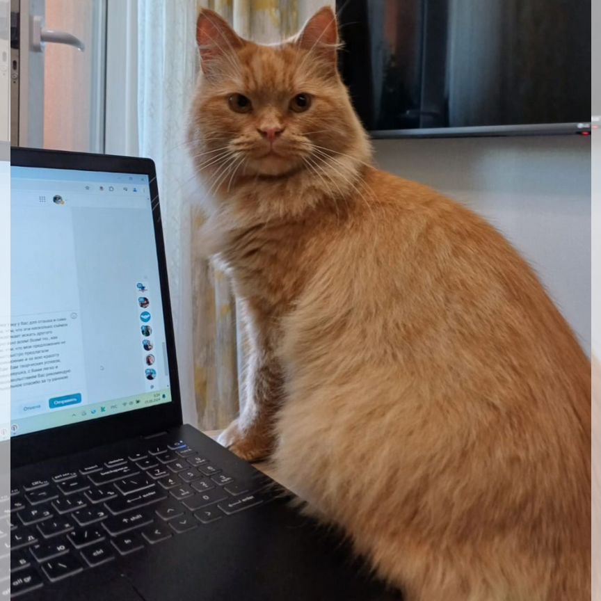 Кошечка Солнышко
