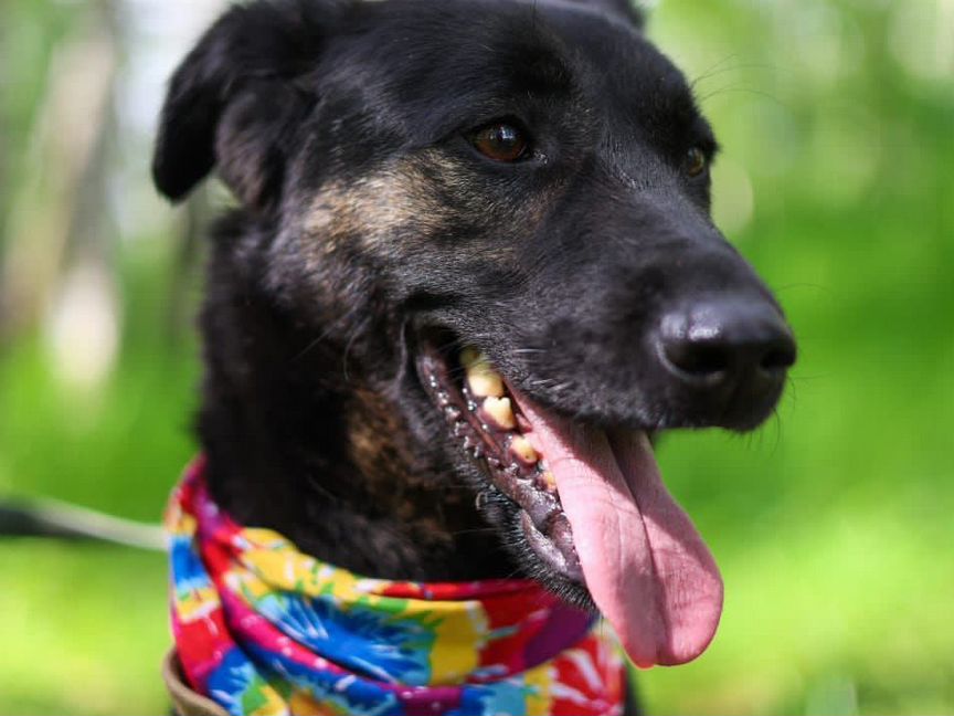 Собака в добрые руки