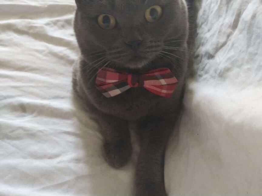 Кошка
