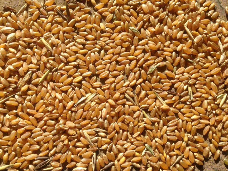 Продам зерно