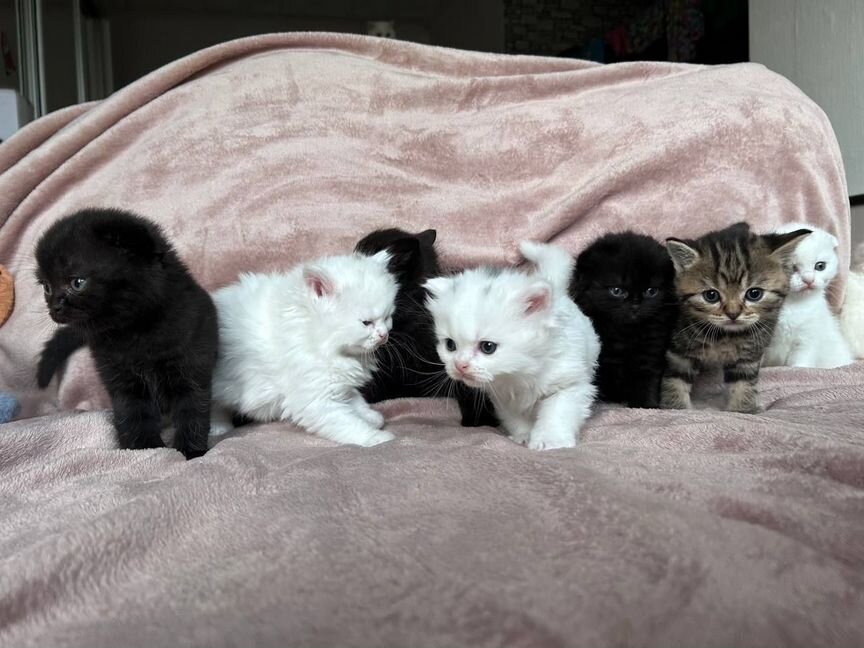 Предлогаются