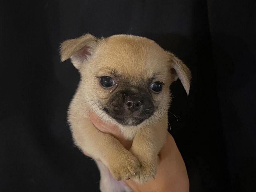 Щенки чихуахуа