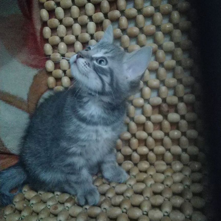 Весёлые и милые котятки