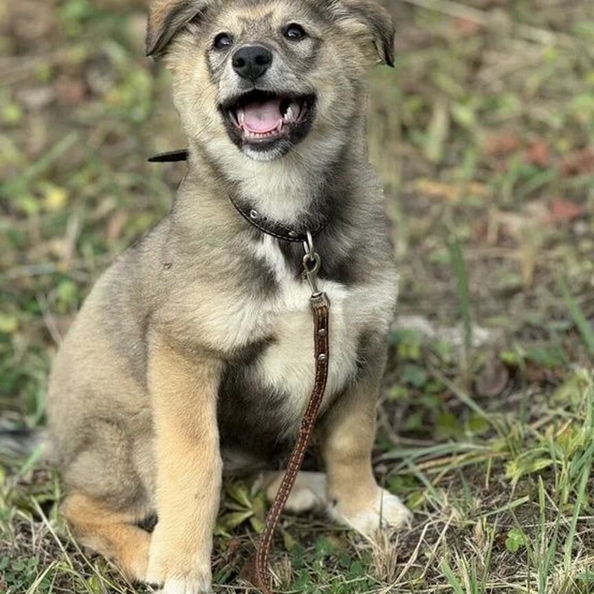 Щенок в добрые руки бесплатно