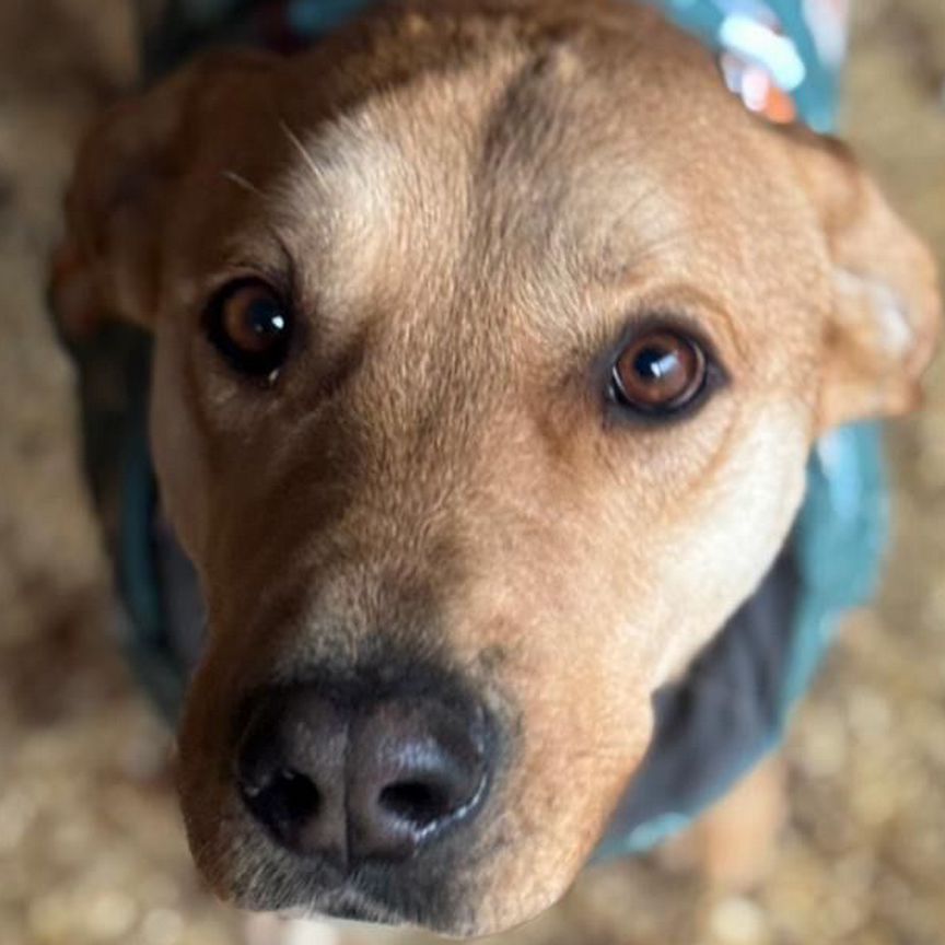 Пес Ричард в добрые руки