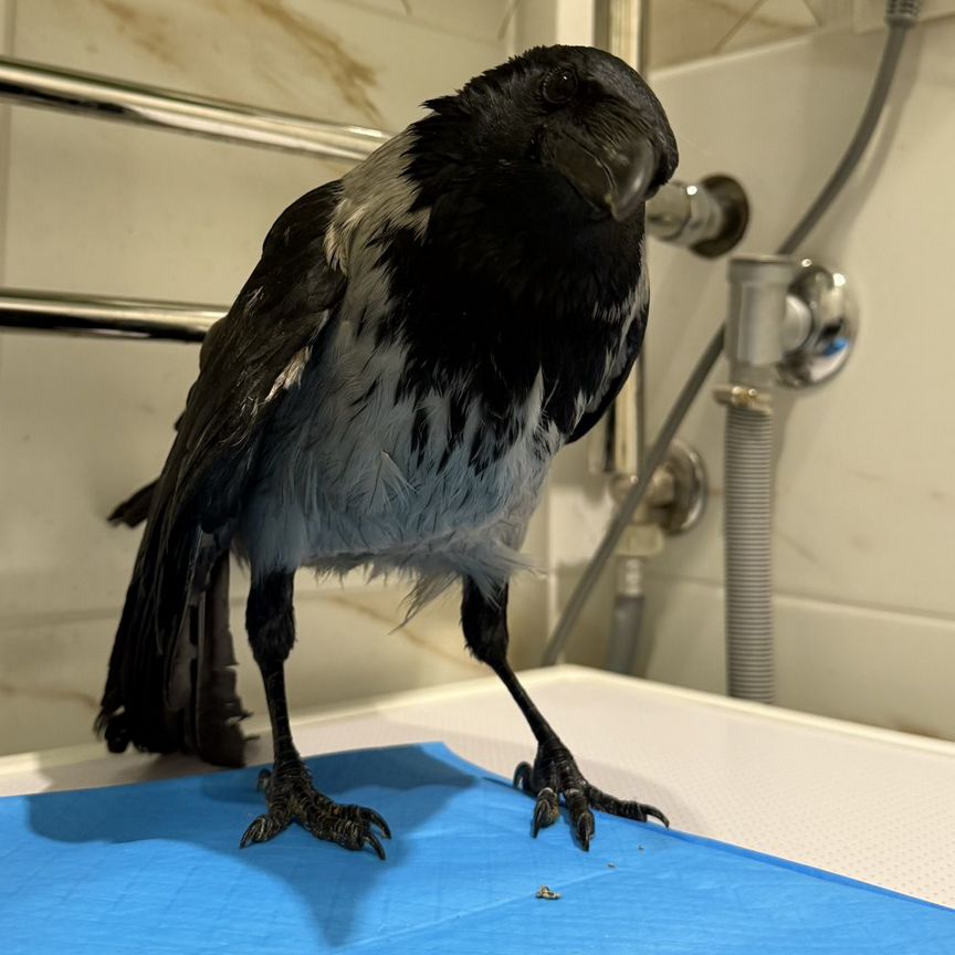 Ворон птица