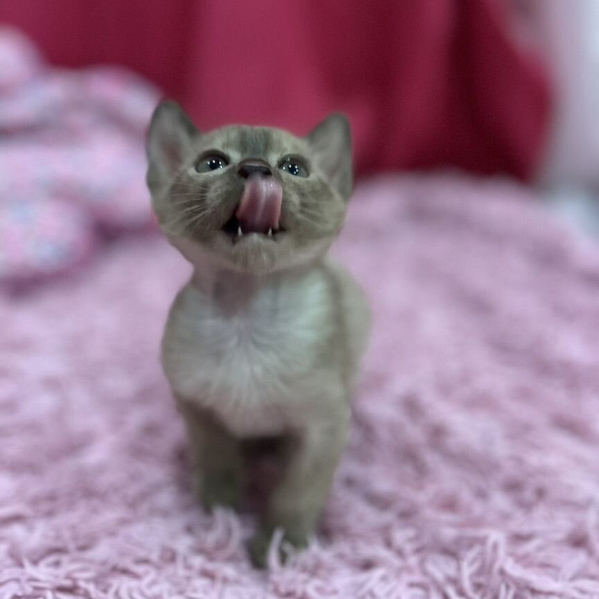 Бурманские котята