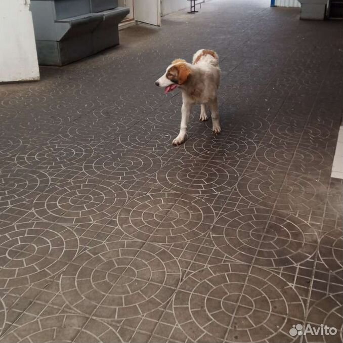 Щенок ищет новых родителей