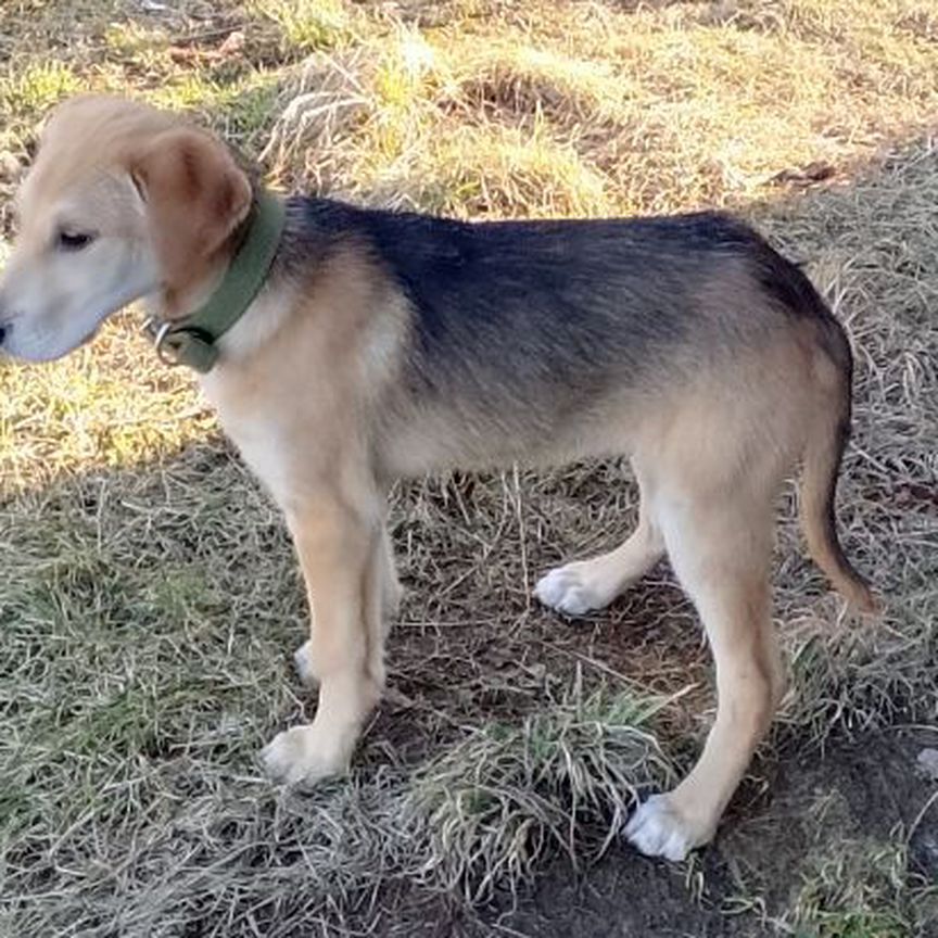 Русская гончая, щенок