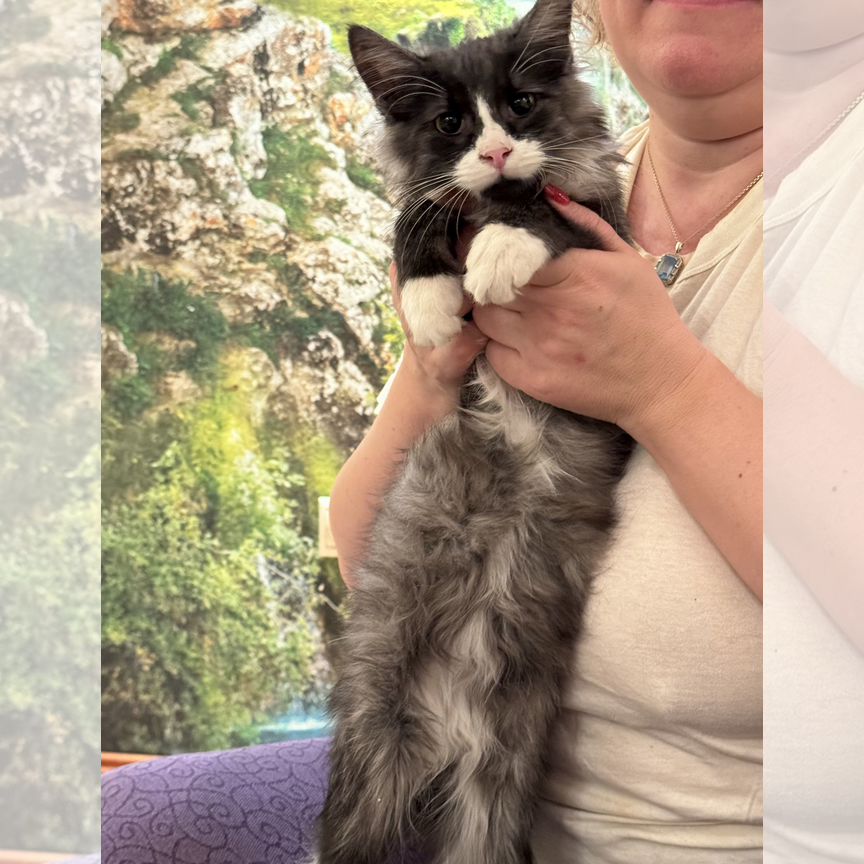 Котёнок в добрые руки