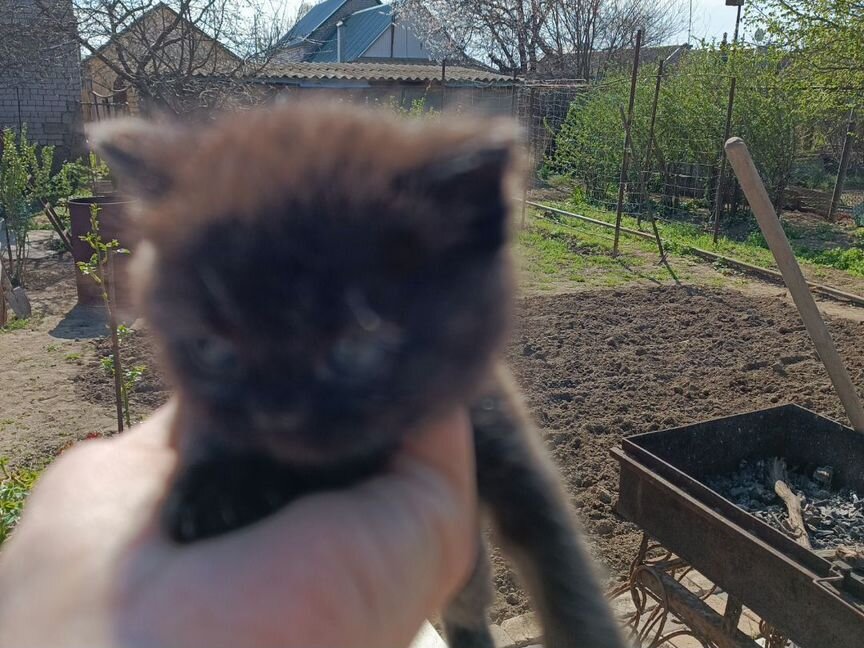 Кошка